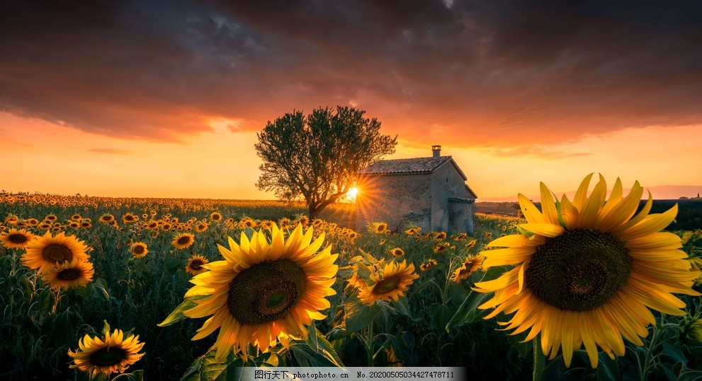 向日葵图片_高山平原_自然风景-图行天下素材网